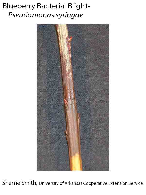 Plant Disease Database