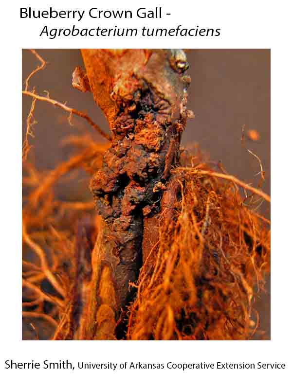 Plant Disease Database