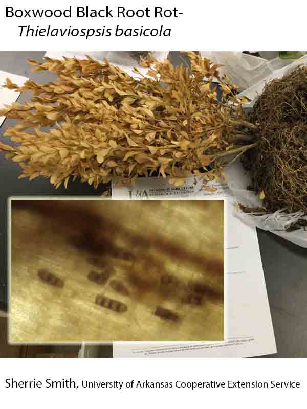 Plant Disease Database