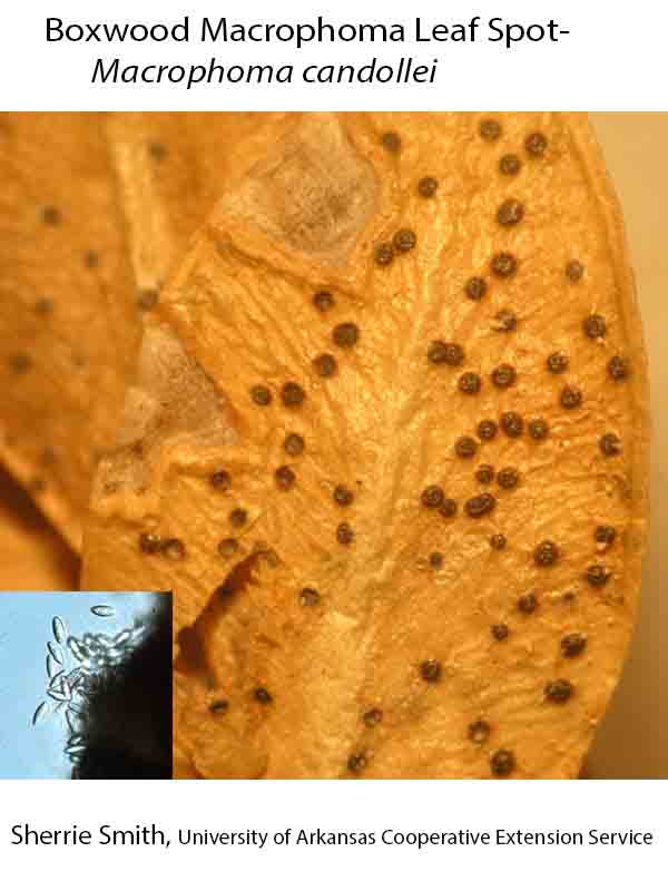 Plant Disease Database