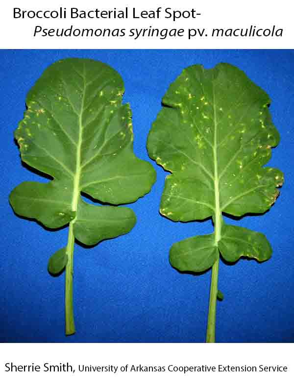 Plant Disease Database