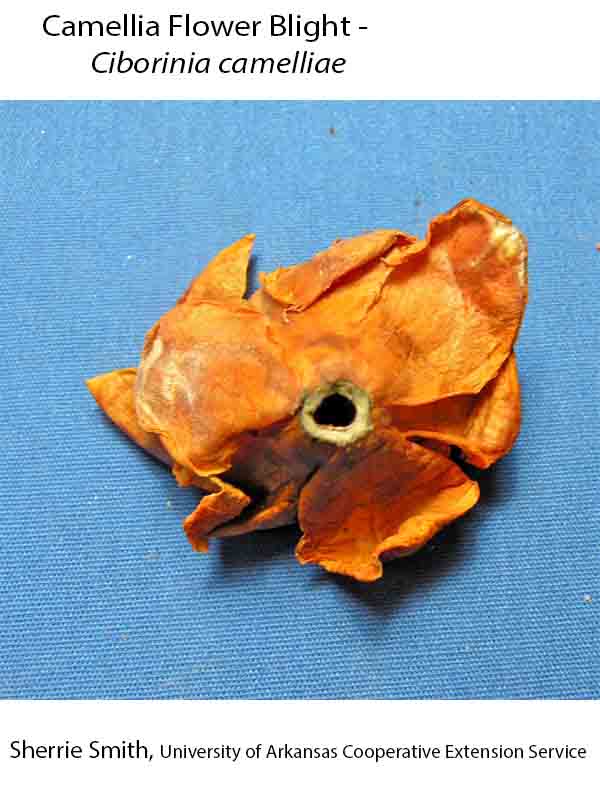 Plant Disease Database