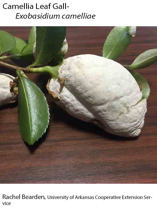 Plant Disease Database