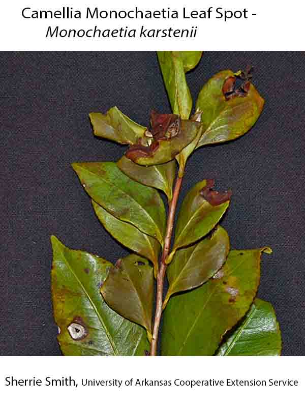 Plant Disease Database