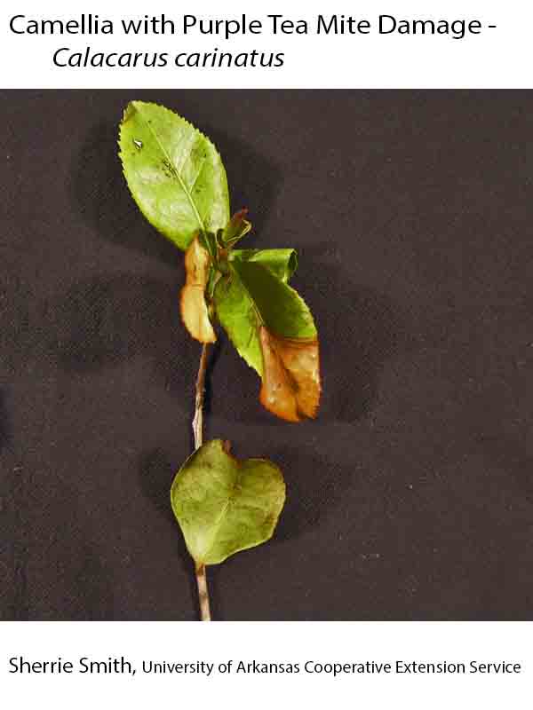 Plant Disease Database