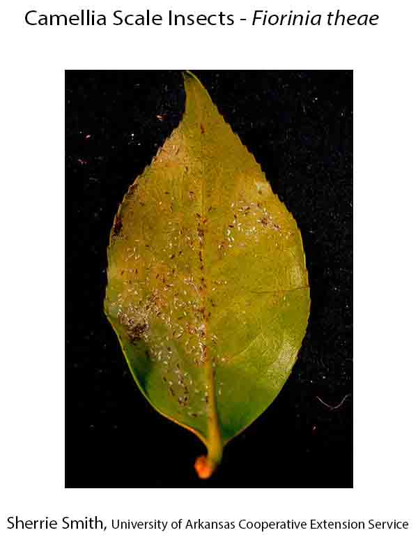 Plant Disease Database