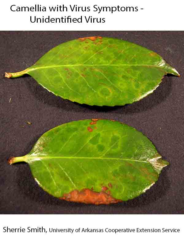 Plant Disease Database