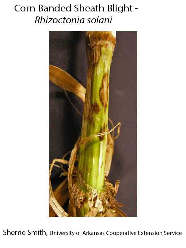 Plant Disease Database