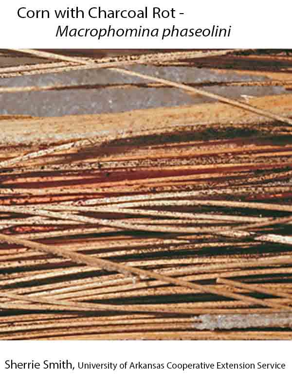 Plant Disease Database