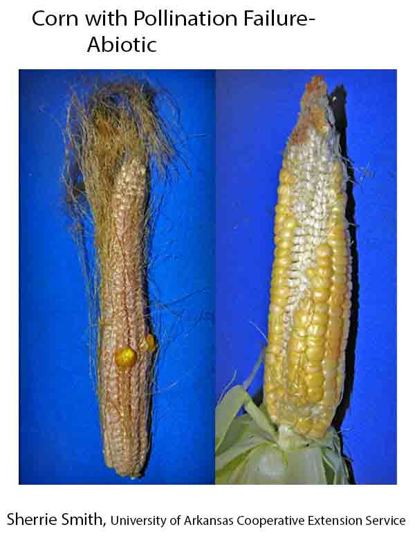 Plant Disease Database