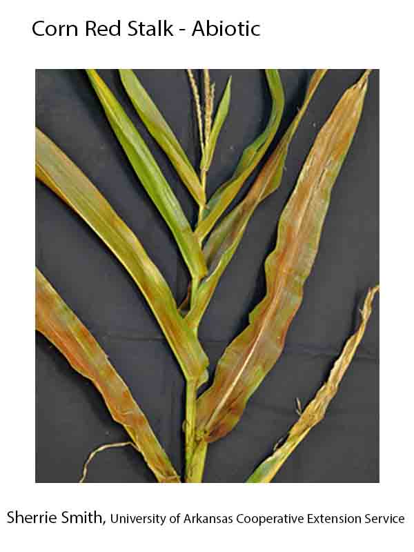 Plant Disease Database