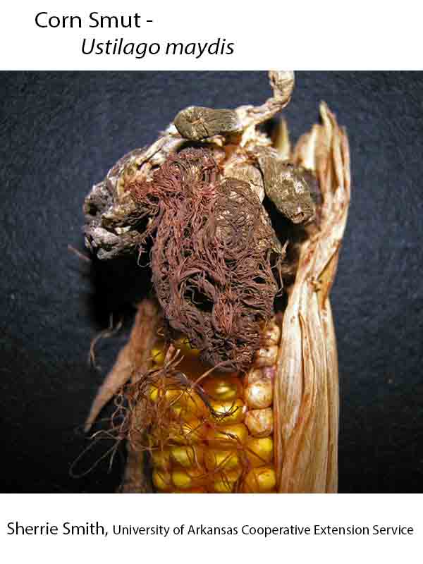 Plant Disease Database