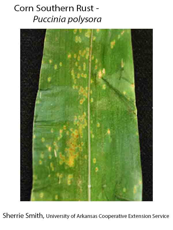 Plant Disease Database