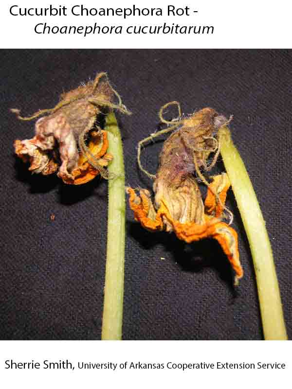 Plant Disease Database