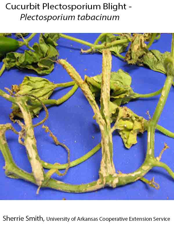 Plant Disease Database