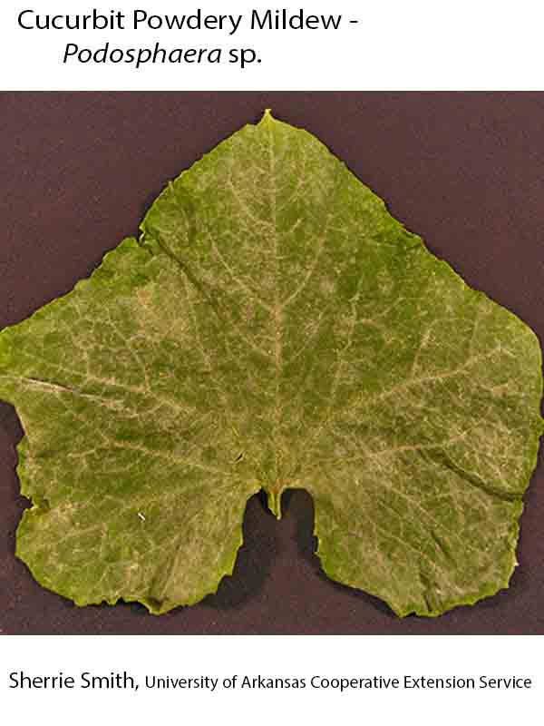 Plant Disease Database