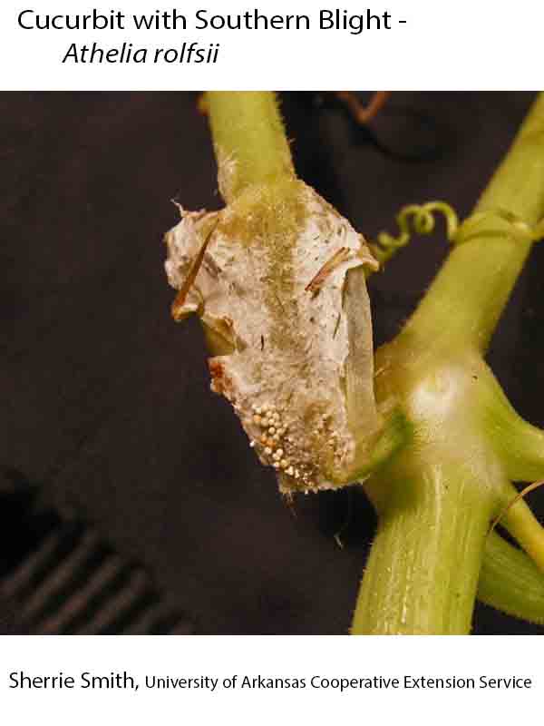 Plant Disease Database