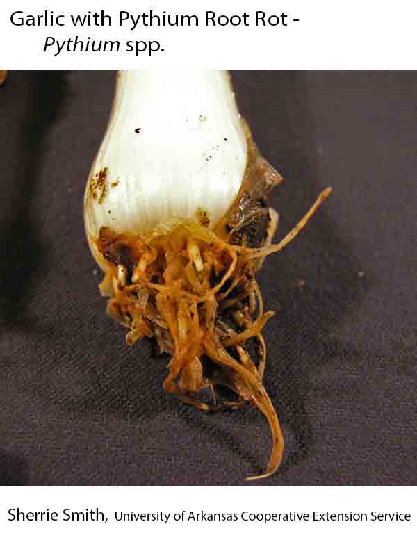 Plant Disease Database