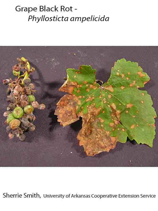 Plant Disease Database