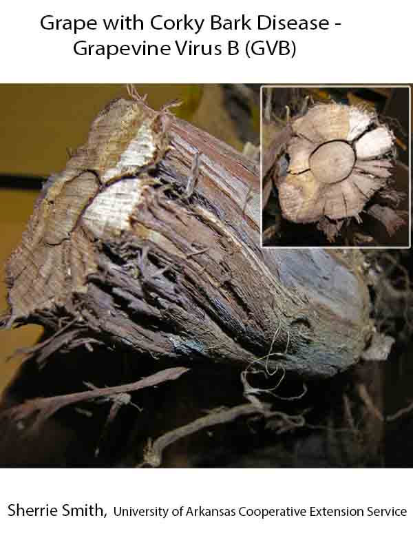 Plant Disease Database
