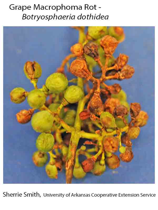 Plant Disease Database