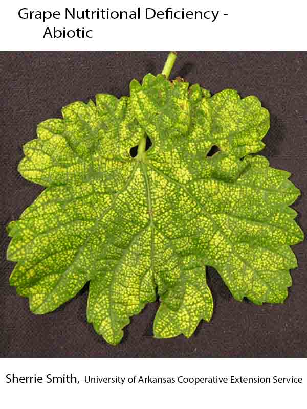 Plant Disease Database