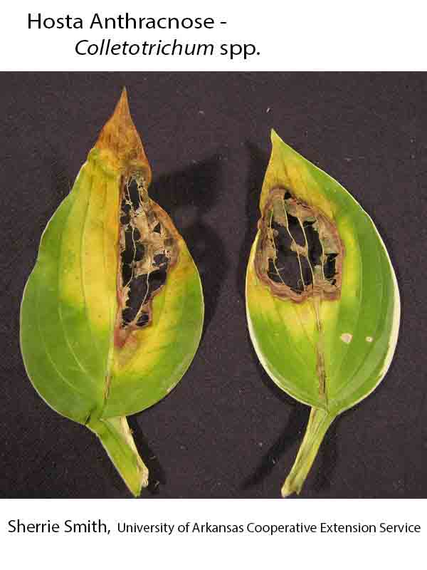Plant Disease Database