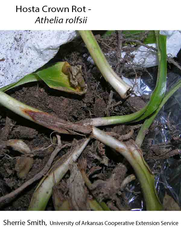 Plant Disease Database