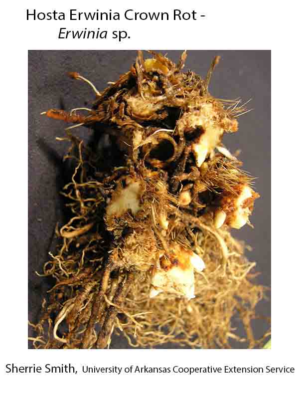 Plant Disease Database