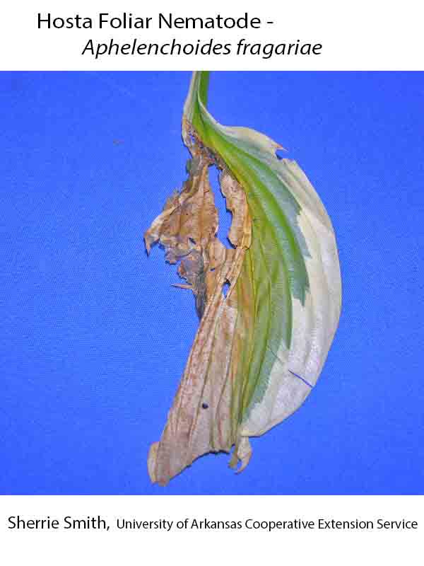 Plant Disease Database