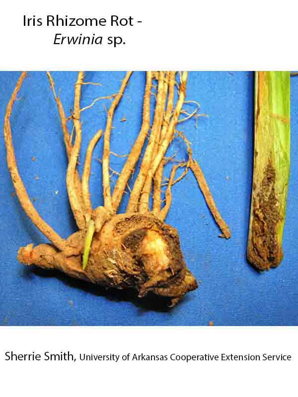 Iris Rhizome Rot
