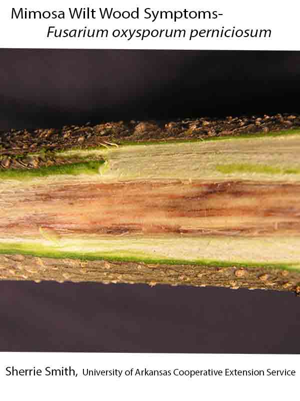 Plant Disease Database