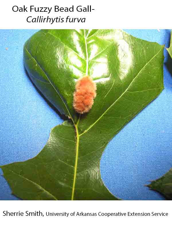 Plant Disease Database