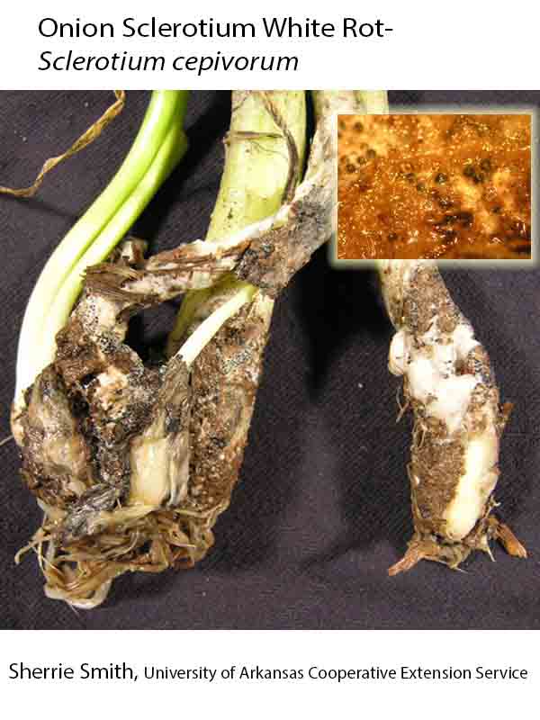 Plant Disease Database