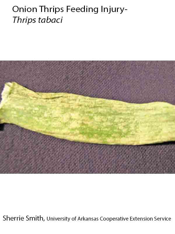 Plant Disease Database