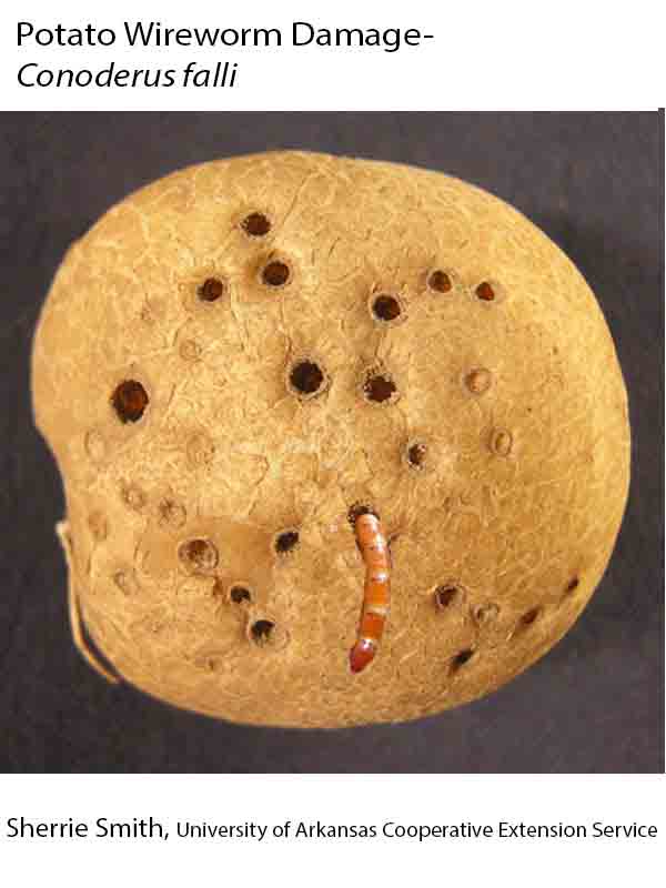 Plant Disease Database