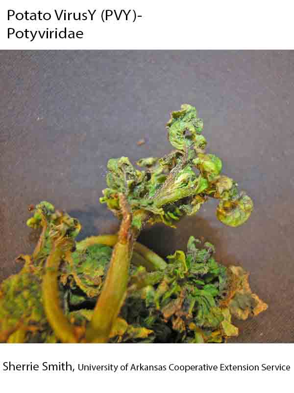 Plant Disease Database