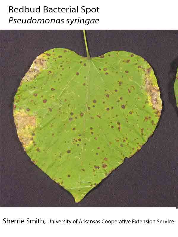 Plant Disease Database