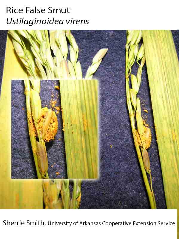 Plant Disease Database