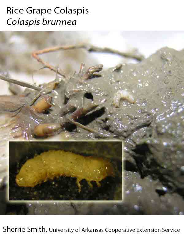 Plant Disease Database