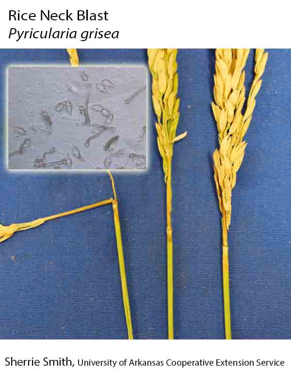 Plant Disease Database