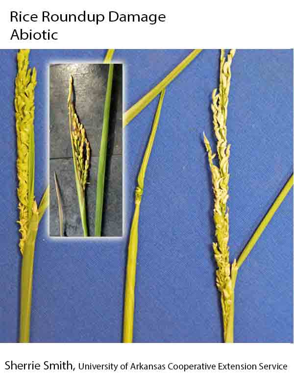 Plant Disease Database