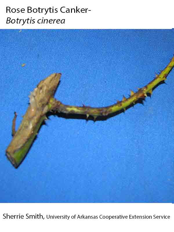 Plant Disease Database