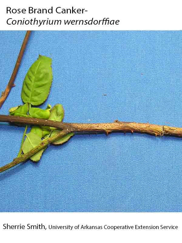 Plant Disease Database
