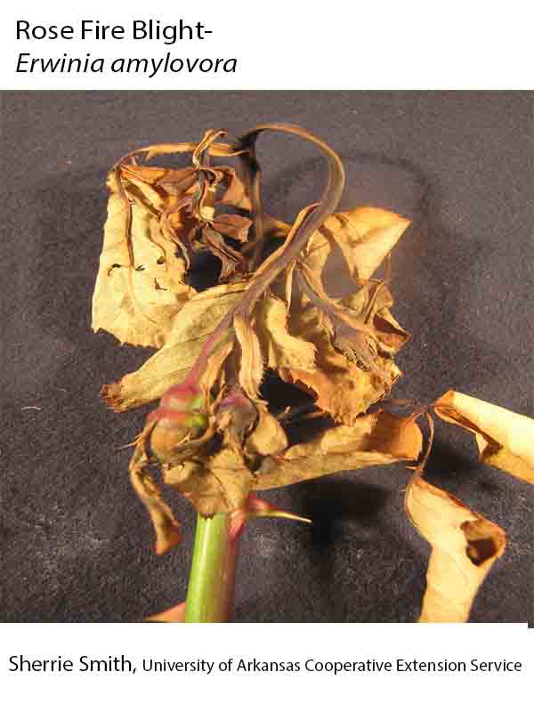 Plant Disease Database