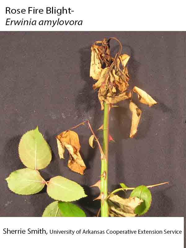 Plant Disease Database