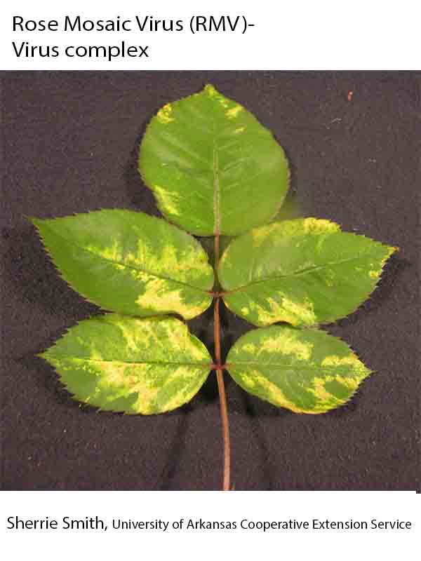 Plant Disease Database