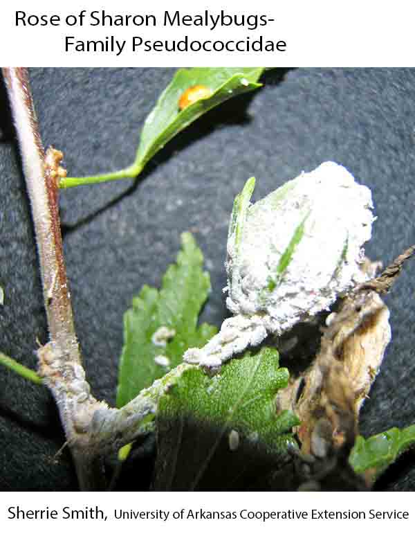 Plant Disease Database