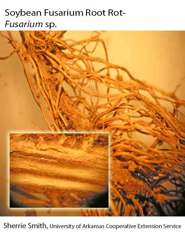 Plant Disease Database