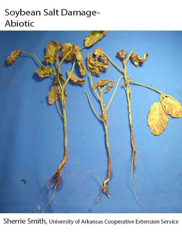 Plant Disease Database